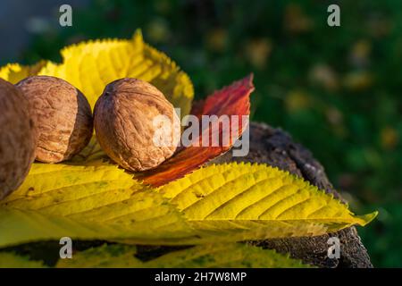 Natural walnuts among fall colored leaves enlightened by sunset light ...