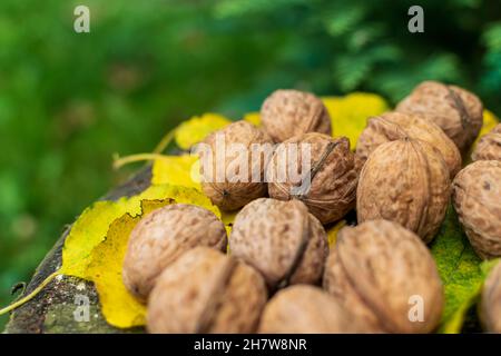 Natural walnuts among fall colored leaves enlightened by sunset light ...