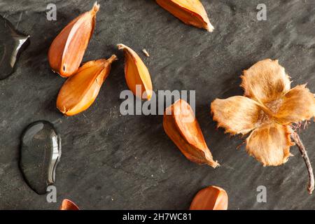 Top view of several nuts or parts of nut shells. open, unopened, with ...