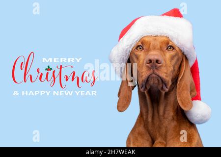 Dog Christmas Background. Vizsla wearing red Santa hat studio portrait ...