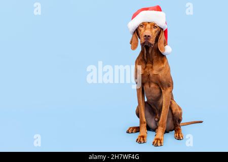 Dog Christmas Background. Vizsla wearing red Santa hat full length ...
