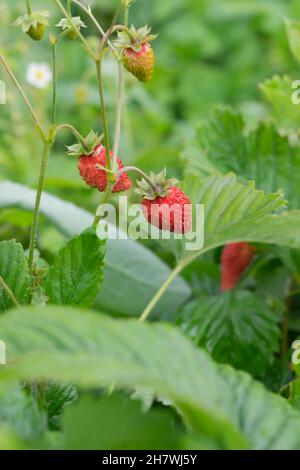 Horizontal macro of blooming wild strawberry flowers with white petals ...