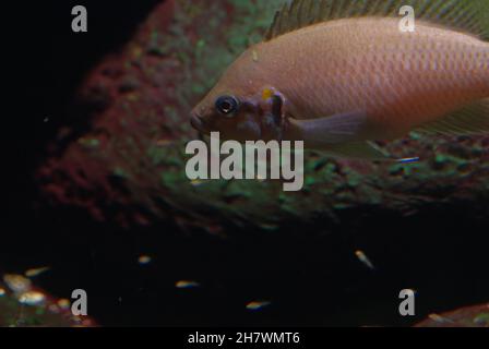 Brichardi Lyretail Cichlid Neolamprologus brichardi Cichlidae ...