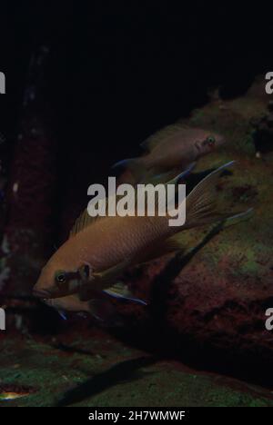 Princess Cichlid, Neolamprologus brichardi (also called Fairy Cichlid ...