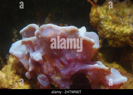 Callyspongia ,Cladochalina, aculeata, commonly known as the branching ...