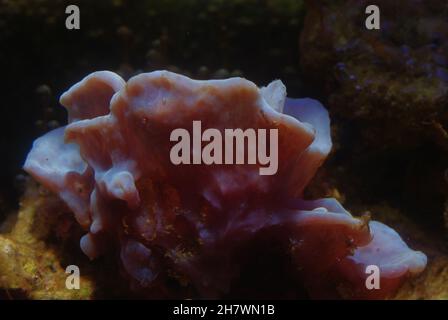 Callyspongia (Cladochalina) aculeata, commonly known as the branching ...