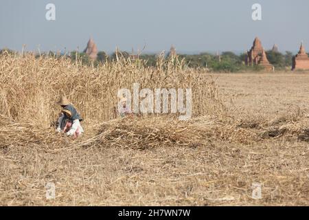Myanmar, Bagan Farm workers working the fields around the temples Stock ...