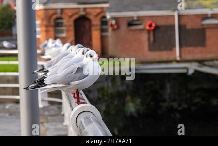 Oceanic birds in urban building, Bird rest on the railing Stock Photo ...