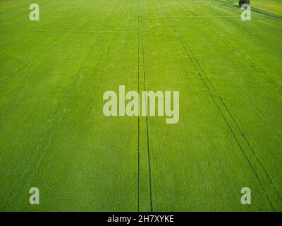 English green barley field pattern Stock Photo - Alamy