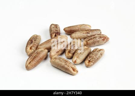 Date Palm seedling Stock Photo - Alamy