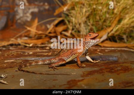 Ring-tailed dragon (Ctenophorus caudicinctus) Lizard Stock Photo - Alamy