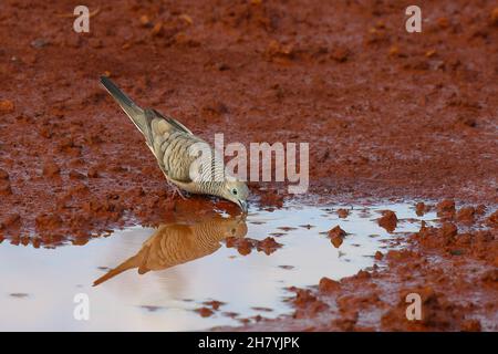 Peaceful Dove (Geopelia placida) drinking, Wyndham, Kimberley, Western ...
