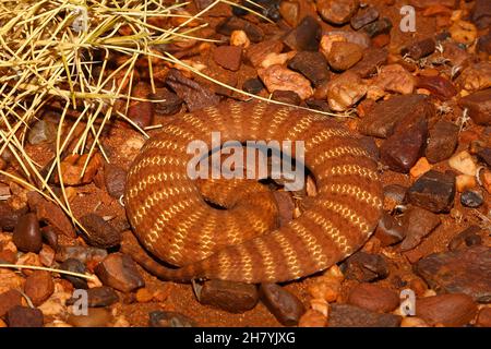 Pilbara death adder (Acanthophis wellsi) coiled on stony ground. It is ...