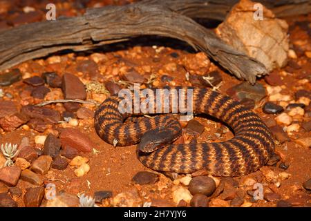 Pilbara death adder (Acanthophis wellsi) coiled on stony ground. It is ...