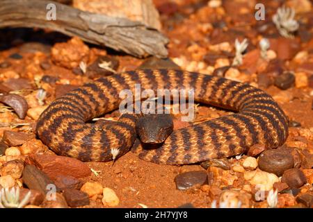 Pilbara death adder (Acanthophis wellsi) coiled on stony ground. It is ...
