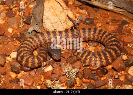 Pilbara death adder (Acanthophis wellsi) coiled on stony ground. It is ...