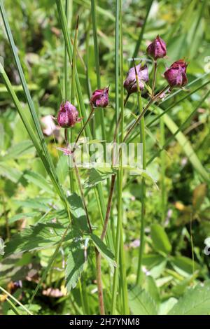 marsh cinquefoil (Comarum palustre Stock Photo - Alamy