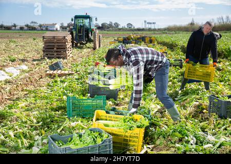 Men professional gardeners during harvesting of celery Stock Photo - Alamy