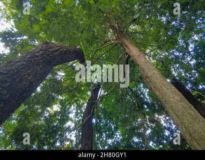 Mesua ferrea L Stock Photo - Alamy
