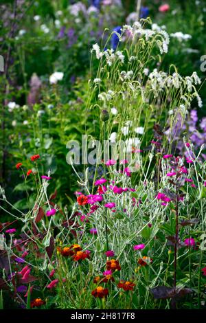Tagetes patula Cinnabar French Marigold; Marigold; Alstroemeria Indian ...