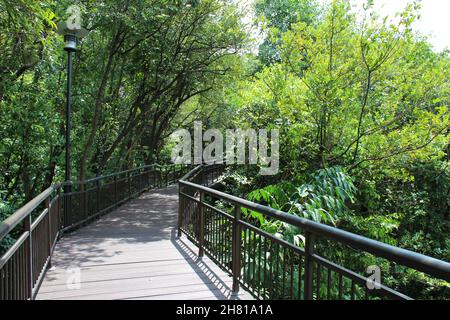 footbridge (canopy walk) at hort park in singapore Stock Photo - Alamy