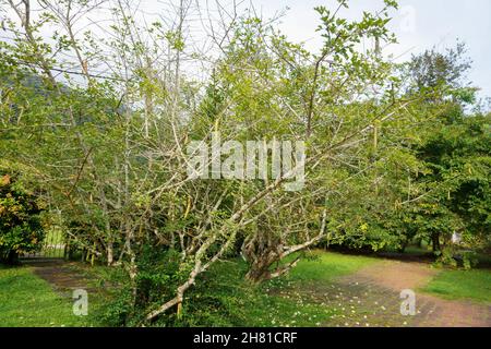 Closeup of the Parmentiera cereifera, the candle tree, species of tree ...