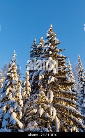 Spruce ( picea abies ) treetops at Winter , Finland Stock Photo - Alamy