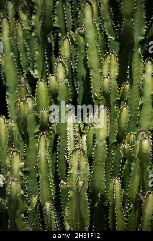 Cactus backdround, cacti design or cactaceae pattern Stock Photo - Alamy
