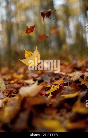 Northern Wisconsin Midwest Fall Colors Stock Photo - Alamy