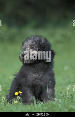 Standard grey Poodle sitting on a bridge in a garden in Windsor Stock ...