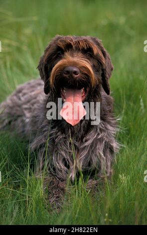 KORTHAL DOG OR WIRE-HAIRED GRIFFON, GROUP OF ADULTS SITTING ON GRASS ...
