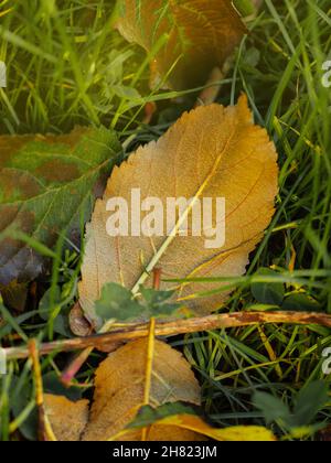 Autumn leaves falling and spinning. Beautiful colored autumn leaves ...