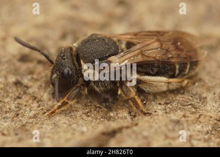 A close-up photograph of a female Nomia foxii, a species of native bee ...