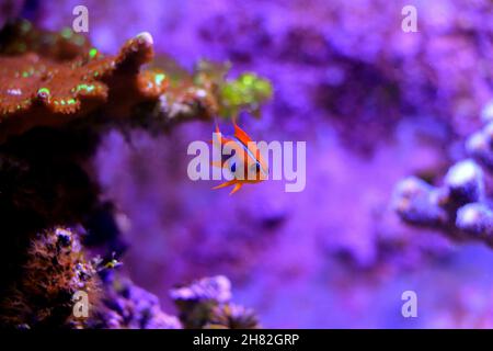 Juvenile Cross damsel, Neoglyphidodon crossi, Raja Ampat Indonesia ...
