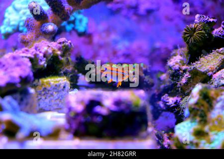 Juvenile Cross damsel, Neoglyphidodon crossi, Raja Ampat Indonesia ...