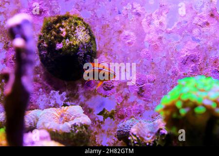 Juvenile Cross damsel, Neoglyphidodon crossi, Raja Ampat Indonesia ...