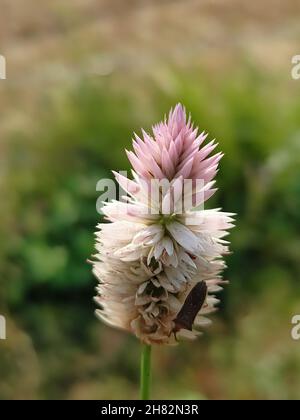 A vertical shot of a Celosia flower in a garden Stock Photo - Alamy