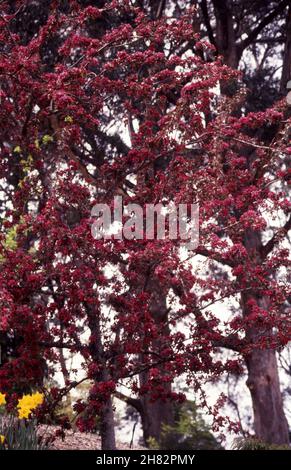 Malus x purpurea, purple apple, is a flowering tree and ornamental ...