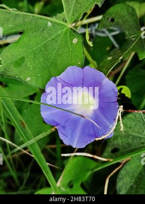 A vertical shot of a beach moonflower blooming near a grape vane with ...