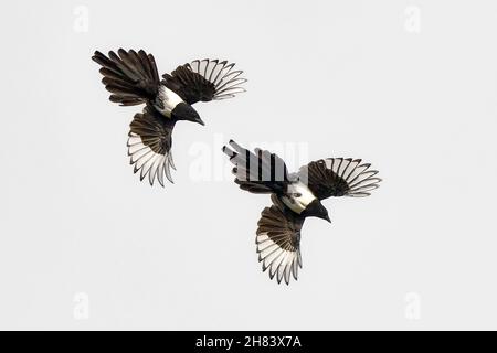 Magpie chase in the air Stock Photo - Alamy
