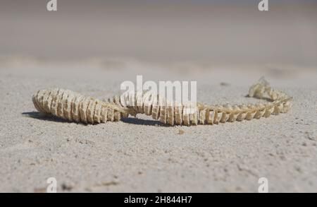 A whelk egg casing washed up on a beach on Dickman's Island in the Ten ...