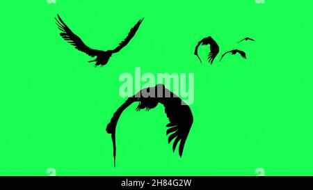 3d illustration - silhouette of Falcons Gliding and Flapping isolated ...