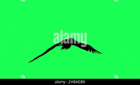 3d illustration - Falcon Gliding and Flapping, flying bird of prey ...