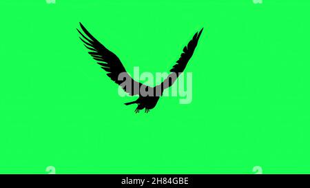 3d illustration - silhouette of Falcon Gliding and Flapping isolated on ...