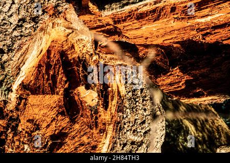 Chaotic natural patterns and textures formed as trees age and ...