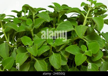 navara leaf, herbal plant, Panikoorka, aromatic leaves, aromatic leaves ...
