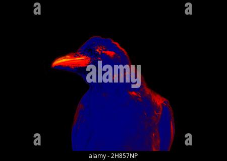 The Crow infrared. Scanning the animal's body temperature with a ...