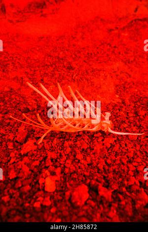 Skeleton of a dead creature. Surrealistic art infrared photo Stock ...