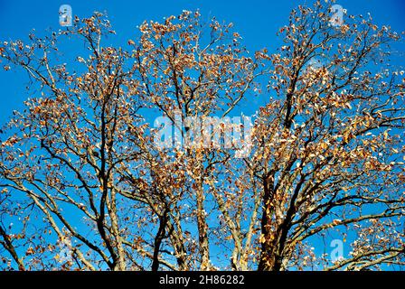 Tree tops with no leaves against blue sky with fluffy white clouds and ...
