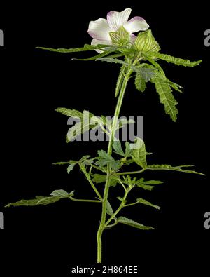 Flower of annual hibiscus, isolated on white background Stock Photo - Alamy